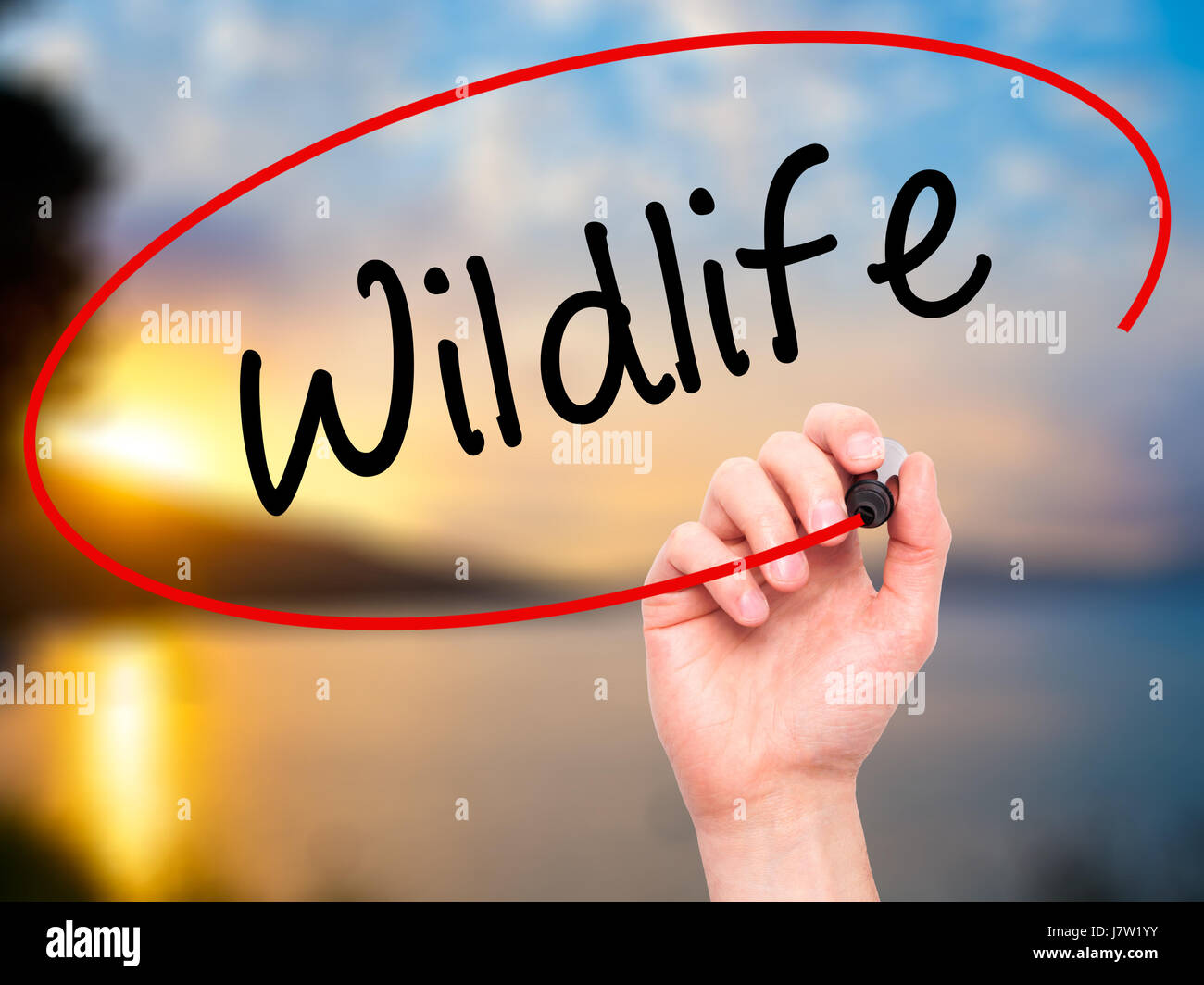 Man Hand writing Wildlife with black marker on visual screen. Isolated ...