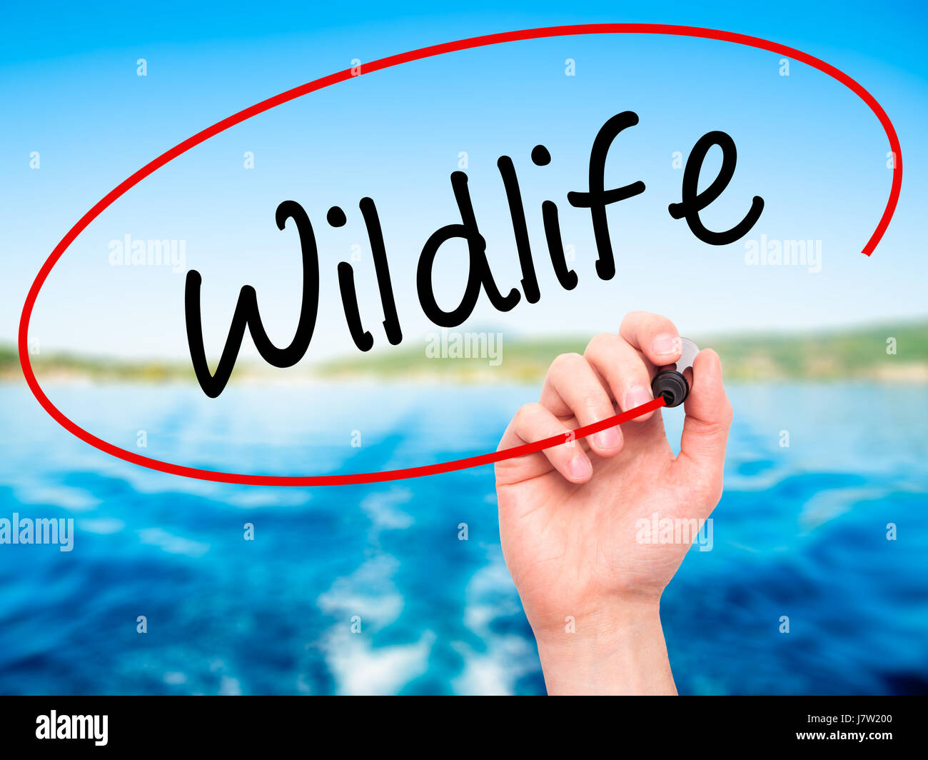 Man Hand writing Wildlife with black marker on visual screen. Isolated ...