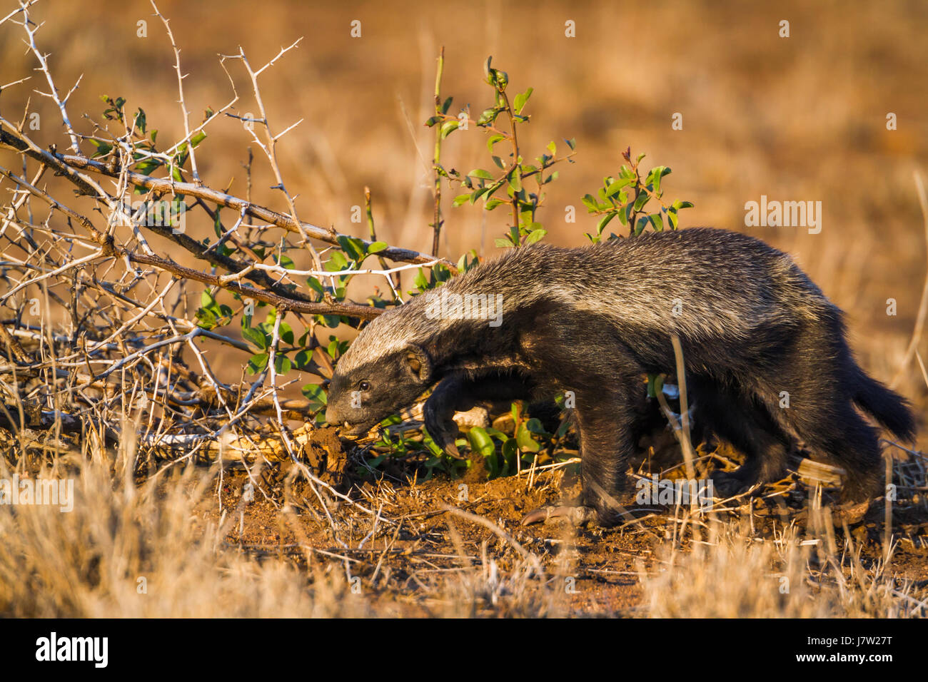 Honey badger in Kruger national park, South Africa ; Specie Mellivora ...