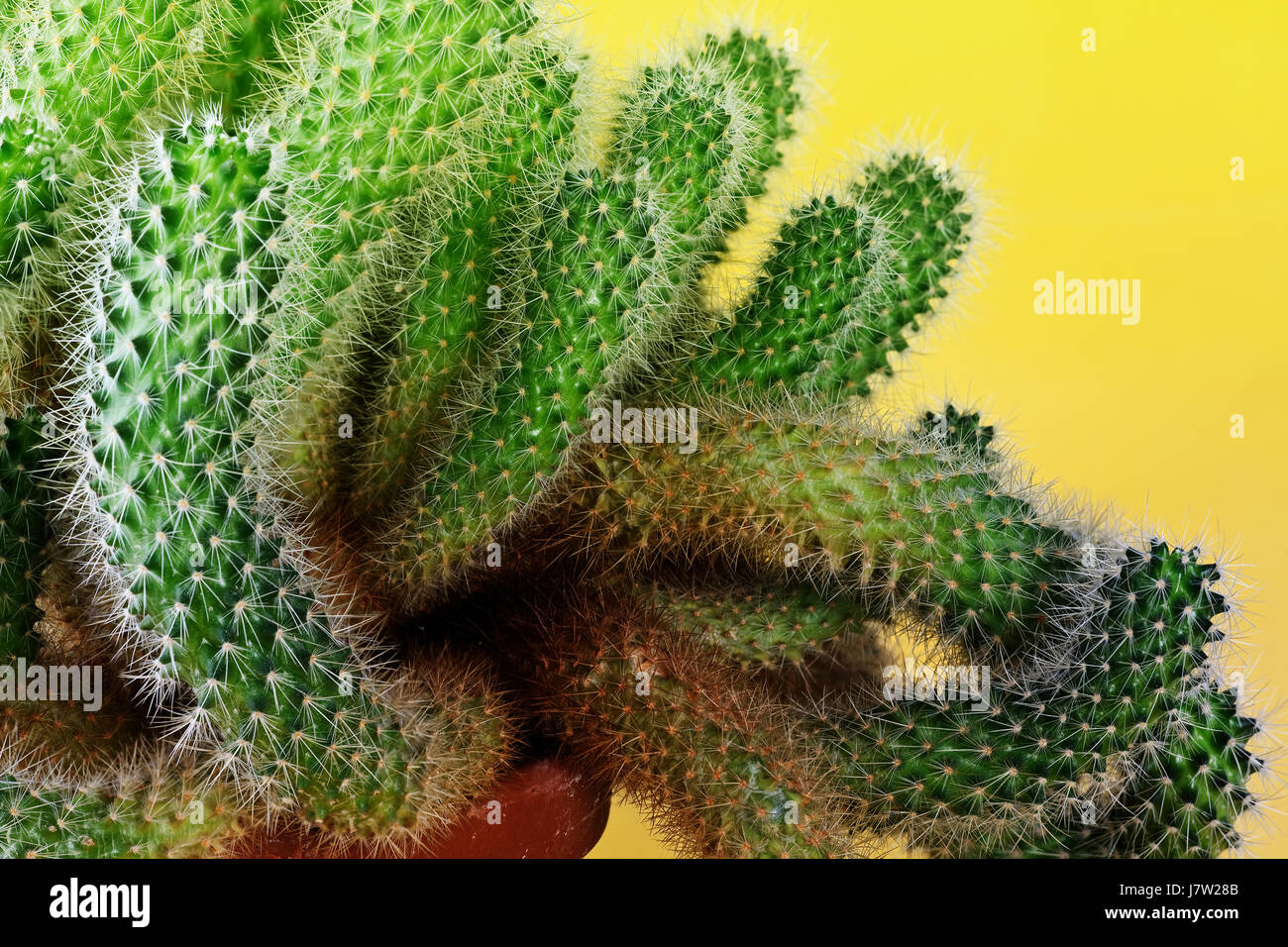 bloom blossom flourish flourishing stinging cactus potted plant leaf ...