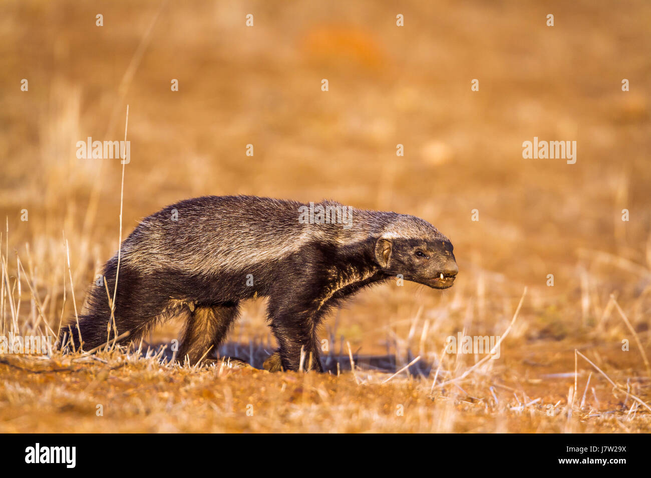 Honey badger hi-res stock photography and images - Alamy