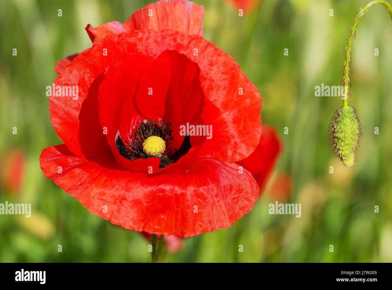 flower plant bloom blossom flourish flourishing poppy pollen petal ...