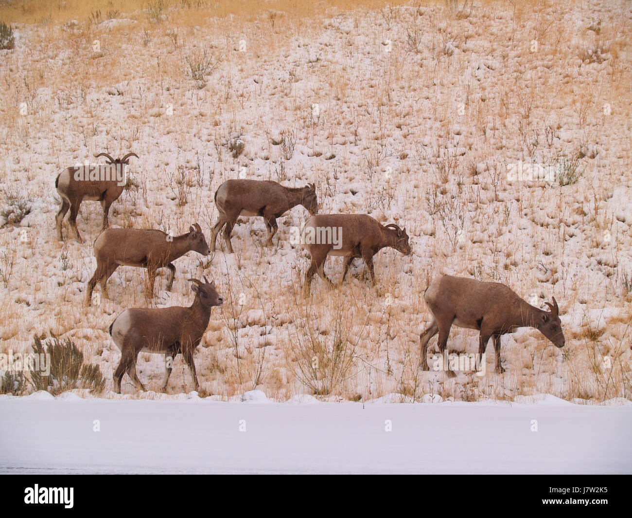 animal wild field snow coke cocaine material drug anaesthetic addictive ...