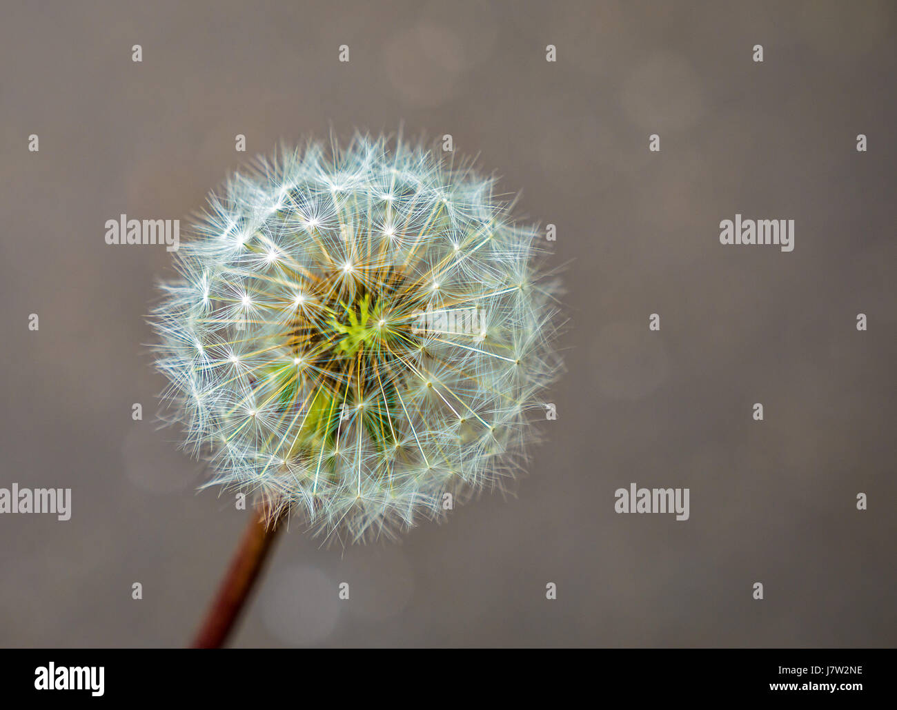 Close up of dandelion seed head clock with natural geometric patterns ...
