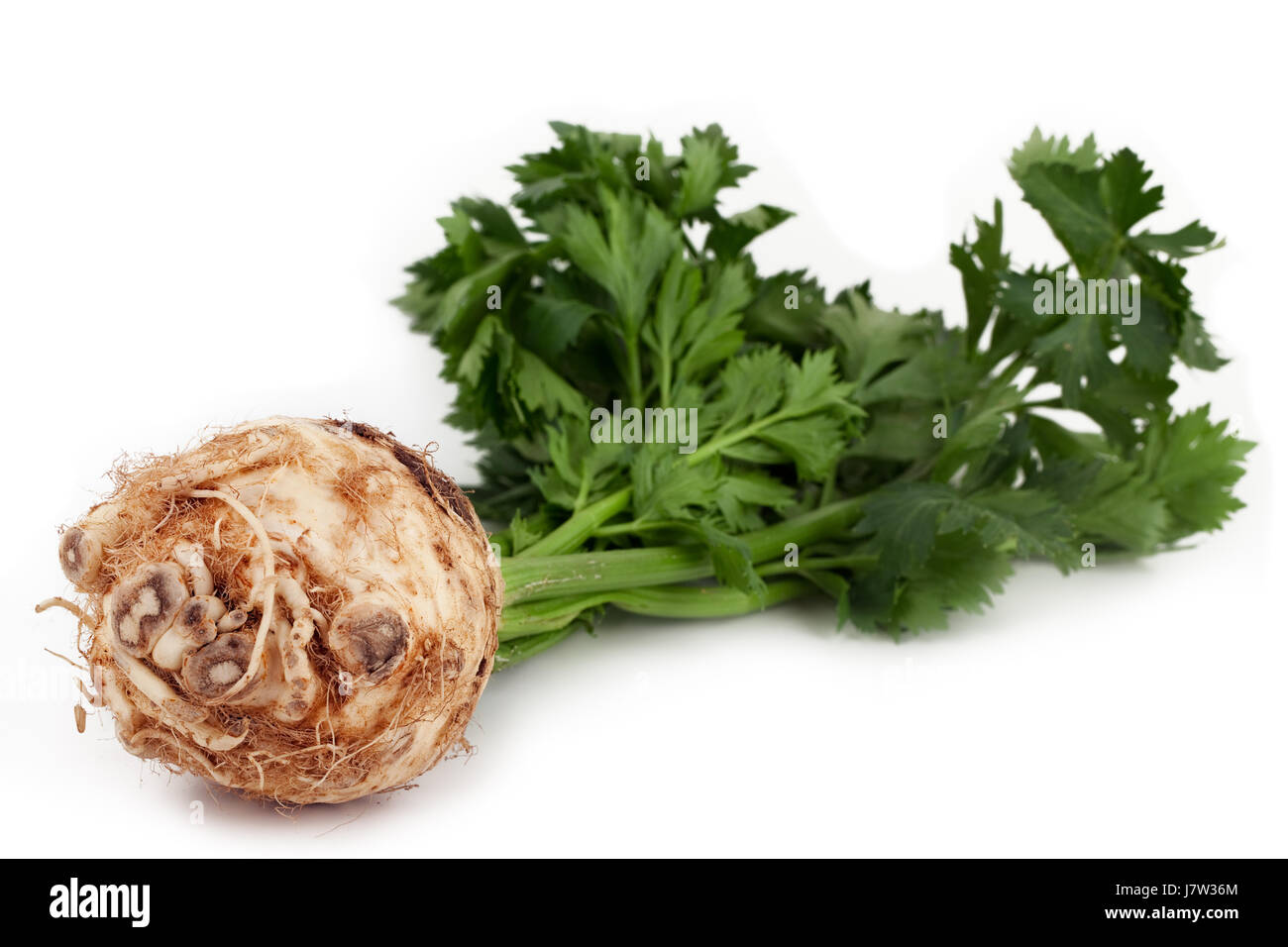 root vegetable raw celery organic ingredient celeriac sellery plant ...