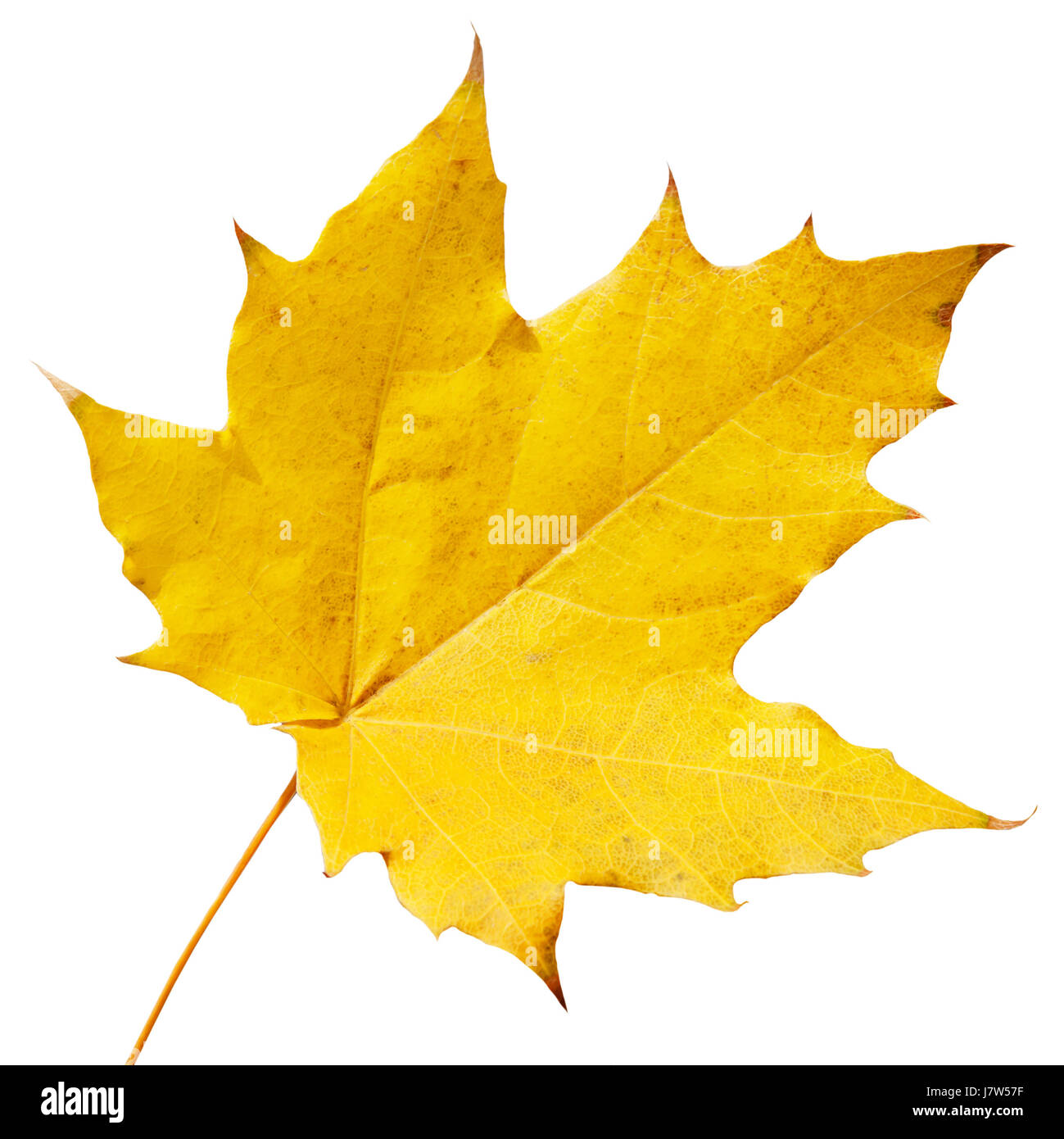 maple leaf isolated on white background Stock Photo - Alamy