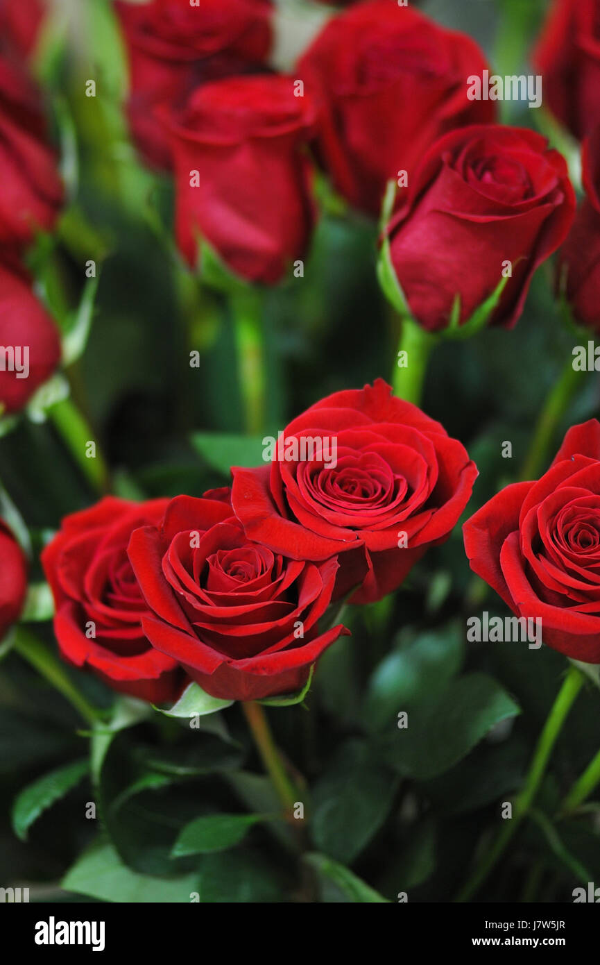 Red roses close up. Background Stock Photo - Alamy