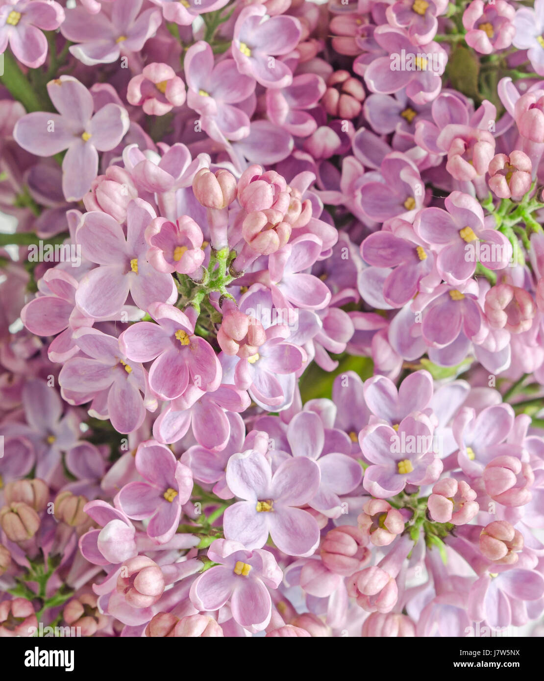 Pink, purple, Syringa vulgaris (lilac or common lilac), family Oleaceae ...
