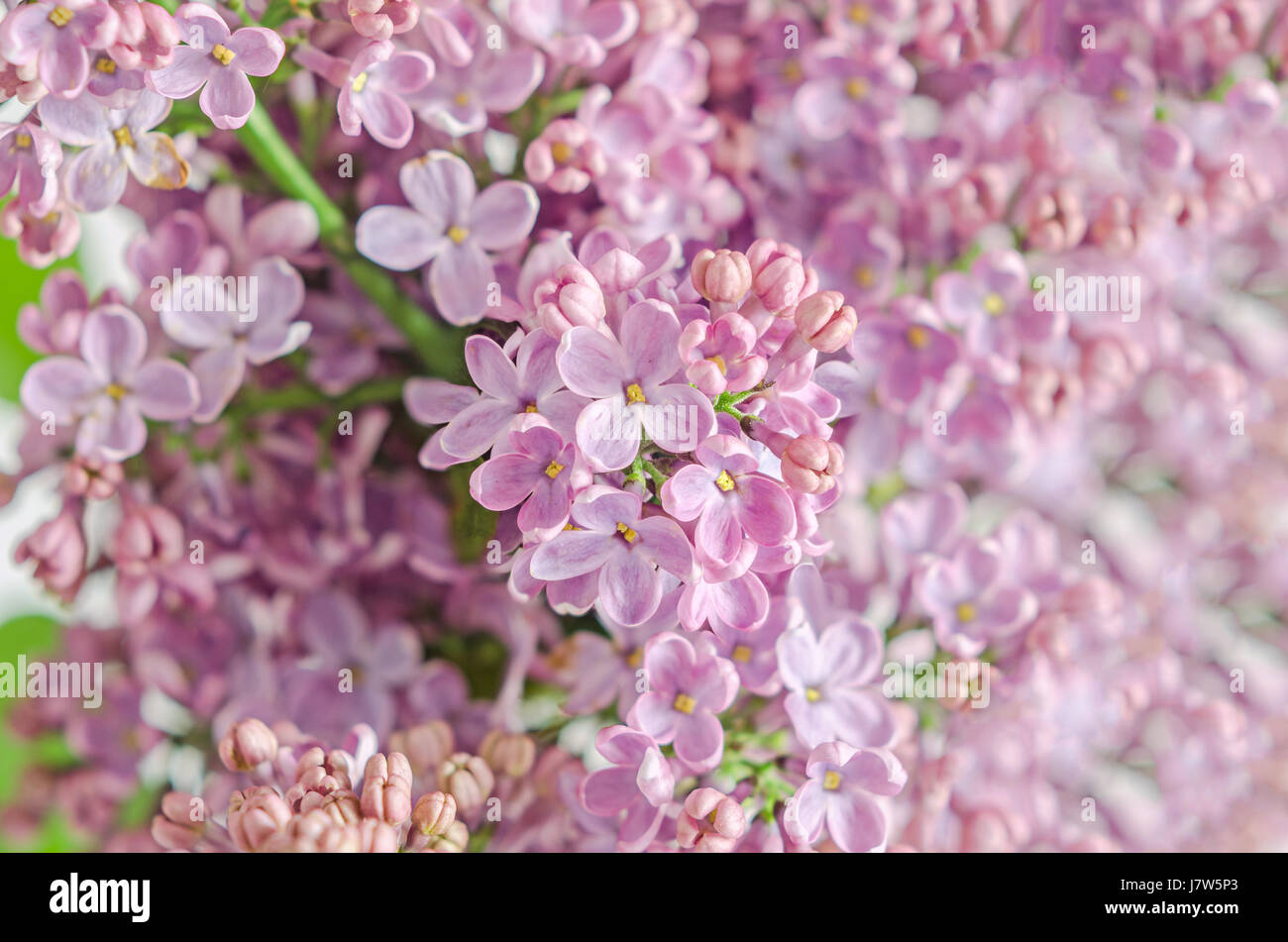 Pink, purple, Syringa vulgaris (lilac or common lilac), family Oleaceae ...
