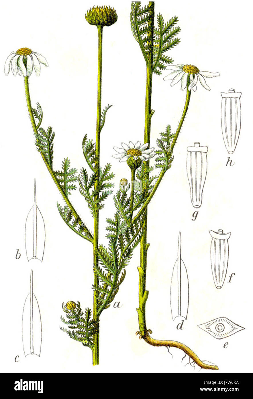 Native perennial species Cut Out Stock Images & Pictures - Alamy