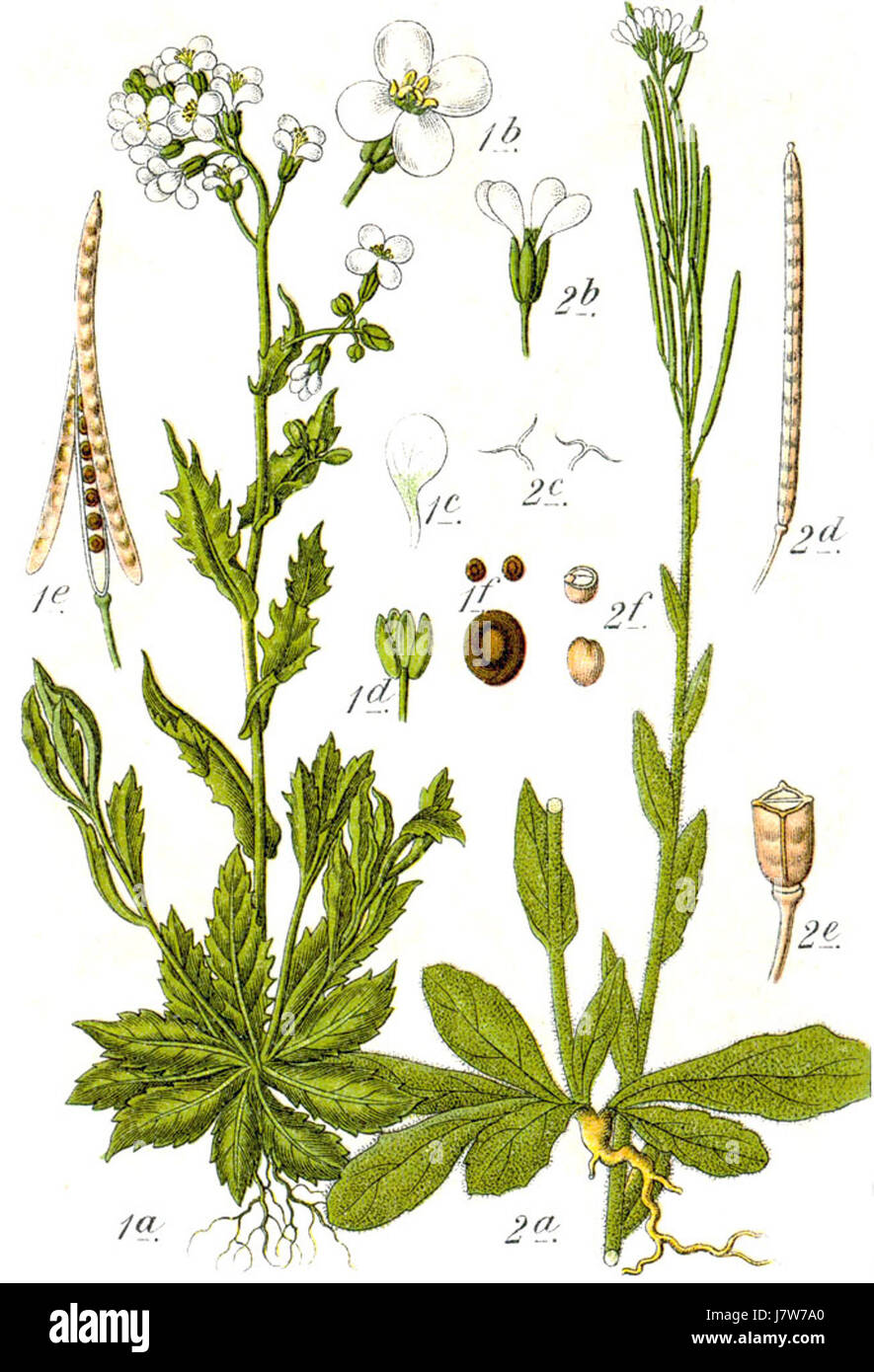 Improvement support systems Cut Out Stock Images & Pictures - Alamy