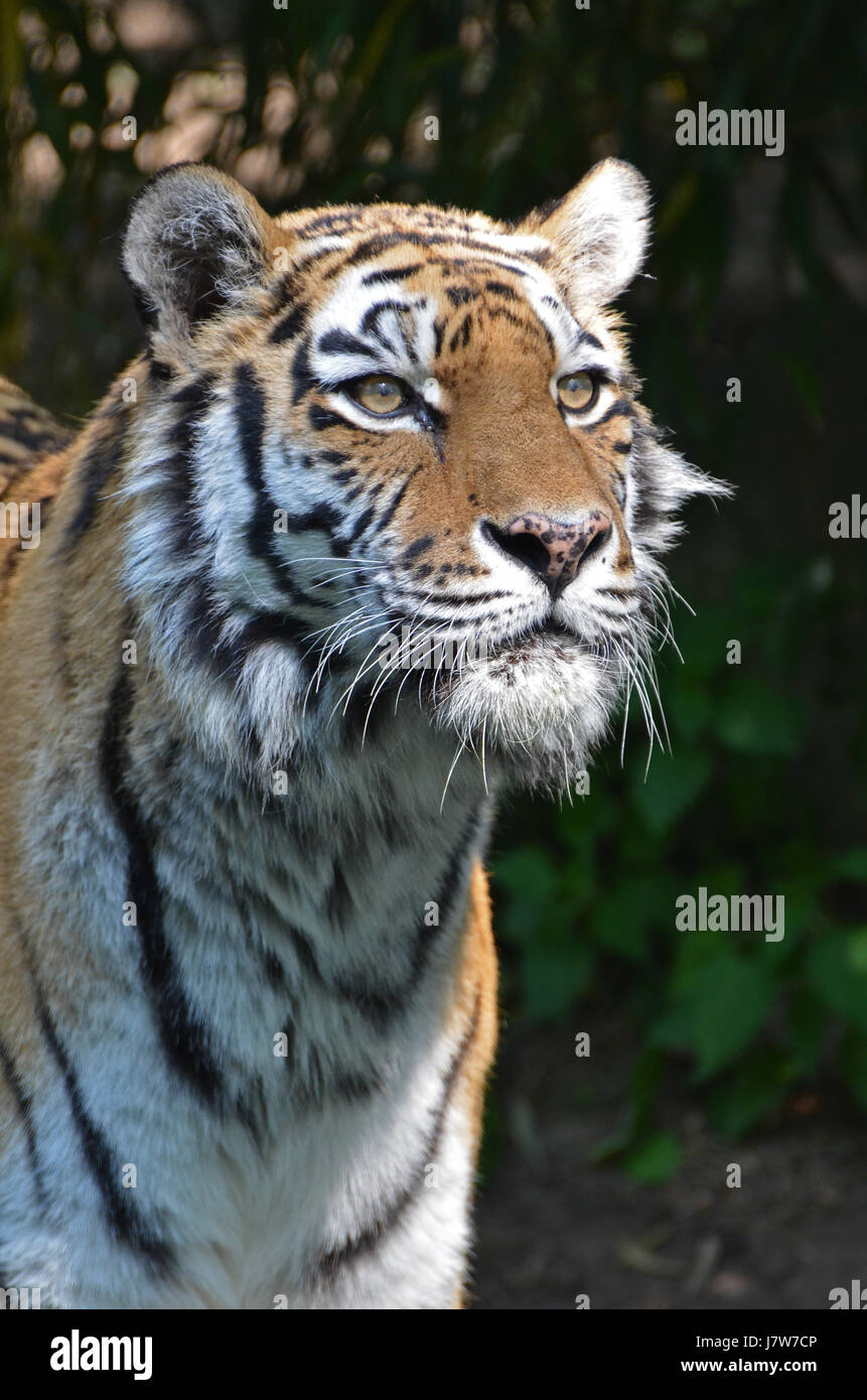 animal asia big cat feline predator cat tiger sight view outlook ...