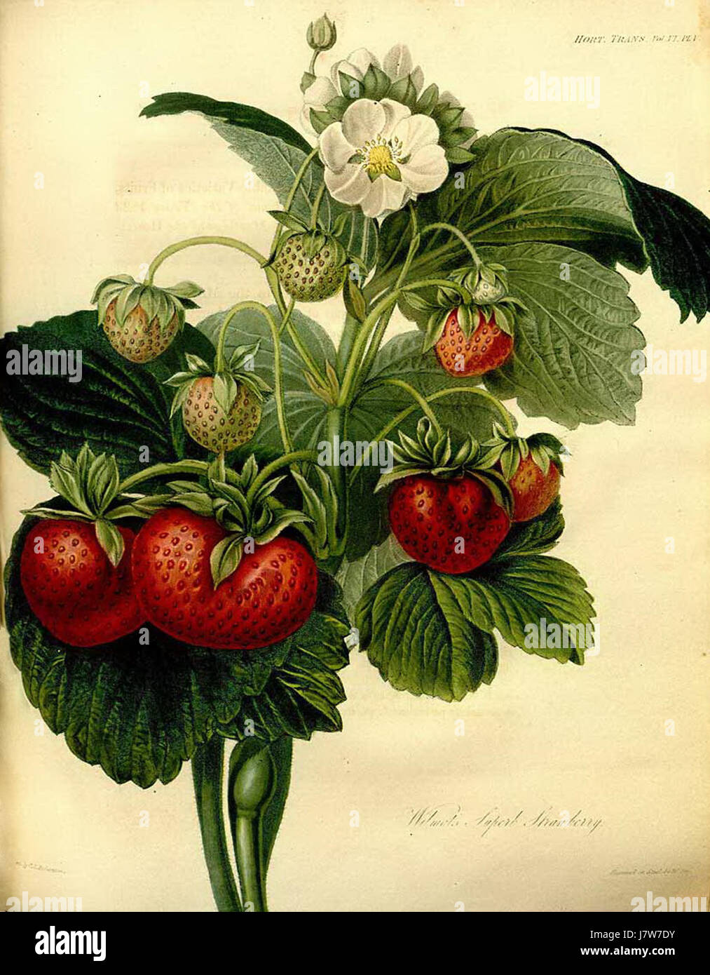 Charles John Robertson was an English artist known for his detailed ...