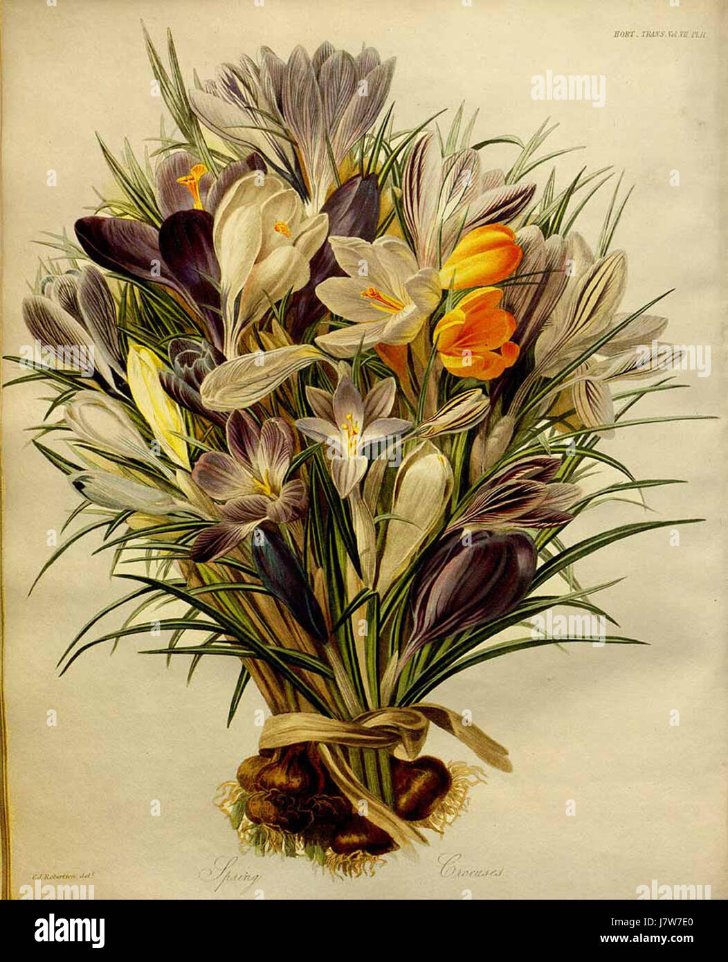 Charles John Robertson's work is known for its realistic depiction of ...