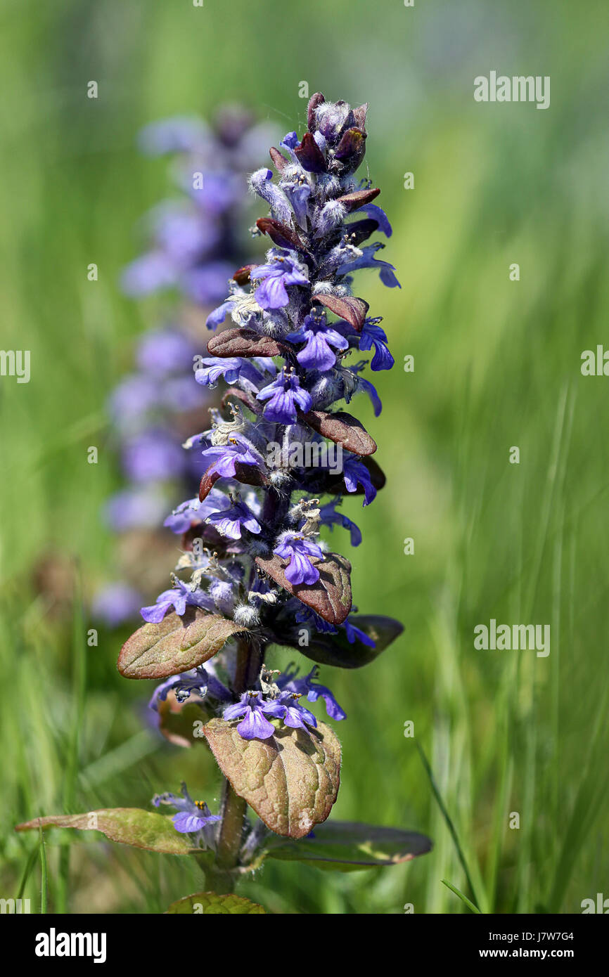 Ajuga reptans bugle medicinal plant hi-res stock photography and images ...