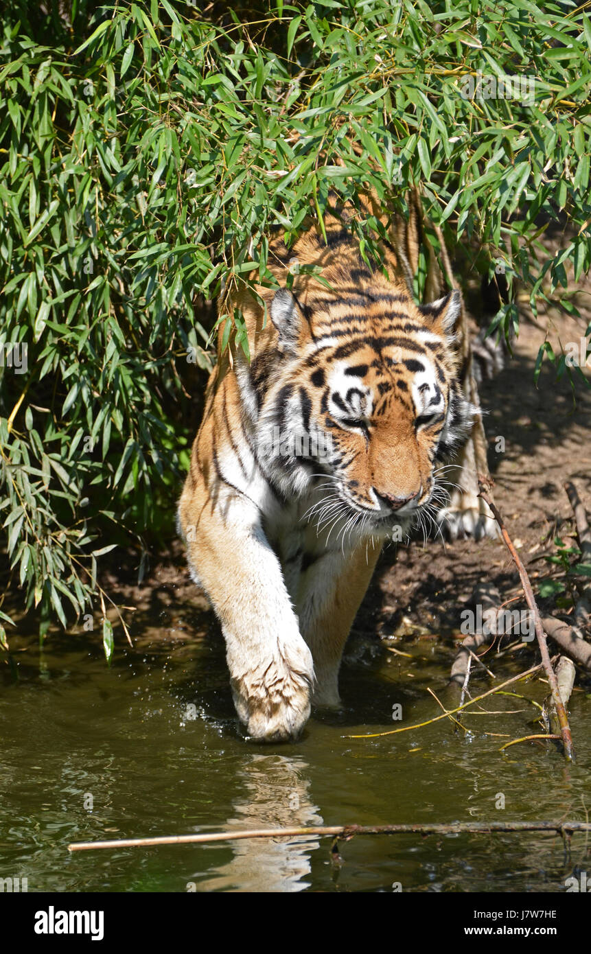 animal asia big cat feline predator cat tiger predator water tree ...