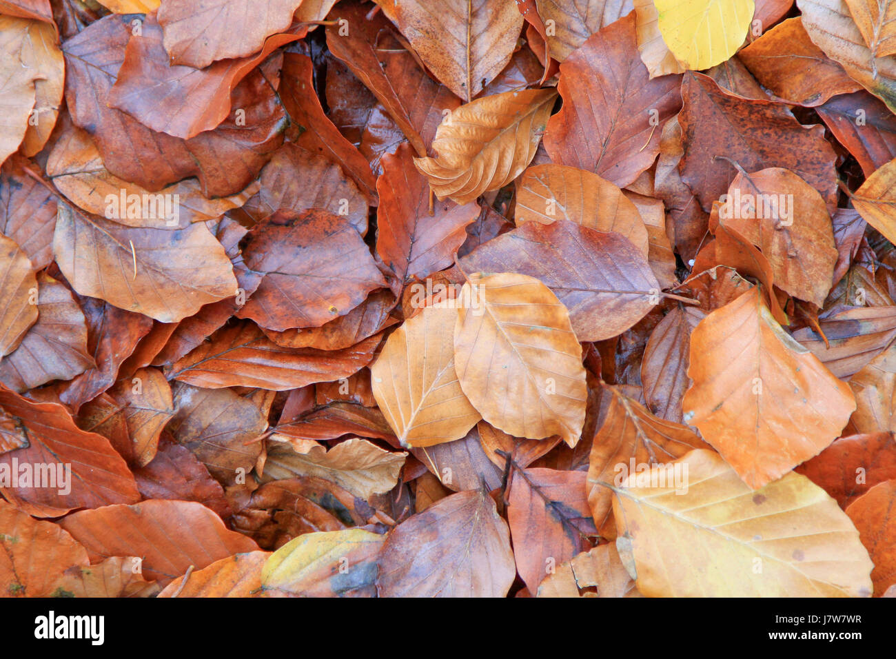 leaf leaves deciduous tree autumn foliage backdrop background foliage ...