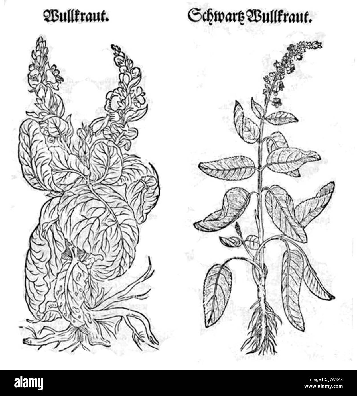 Bock Cut Out Stock Images & Pictures - Alamy