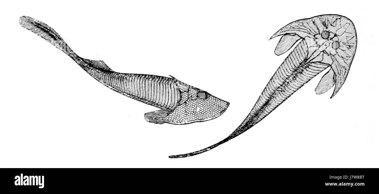 Cephalaspis hi-res stock photography and images - Alamy