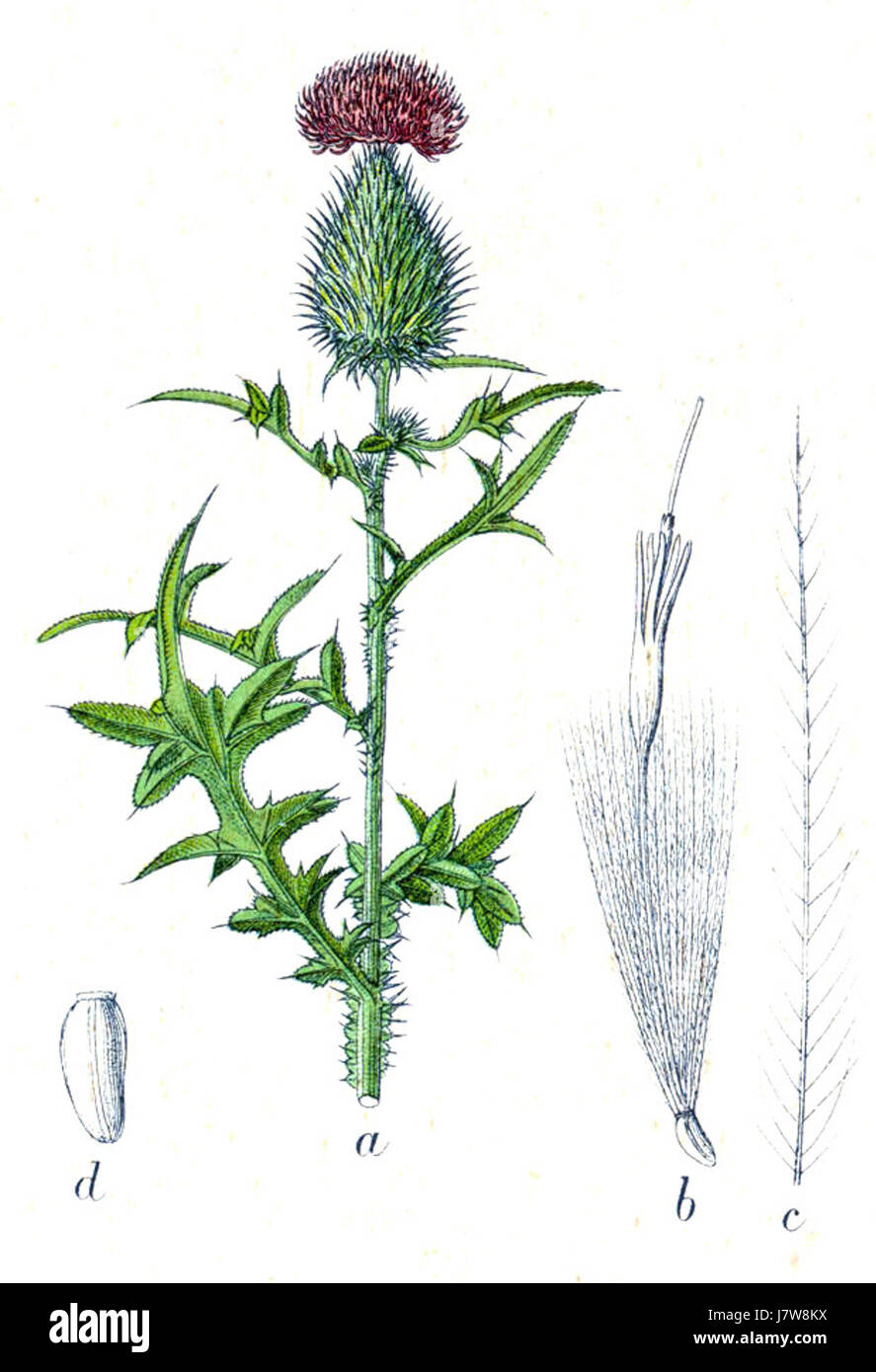 European exploration of asia Cut Out Stock Images & Pictures - Alamy