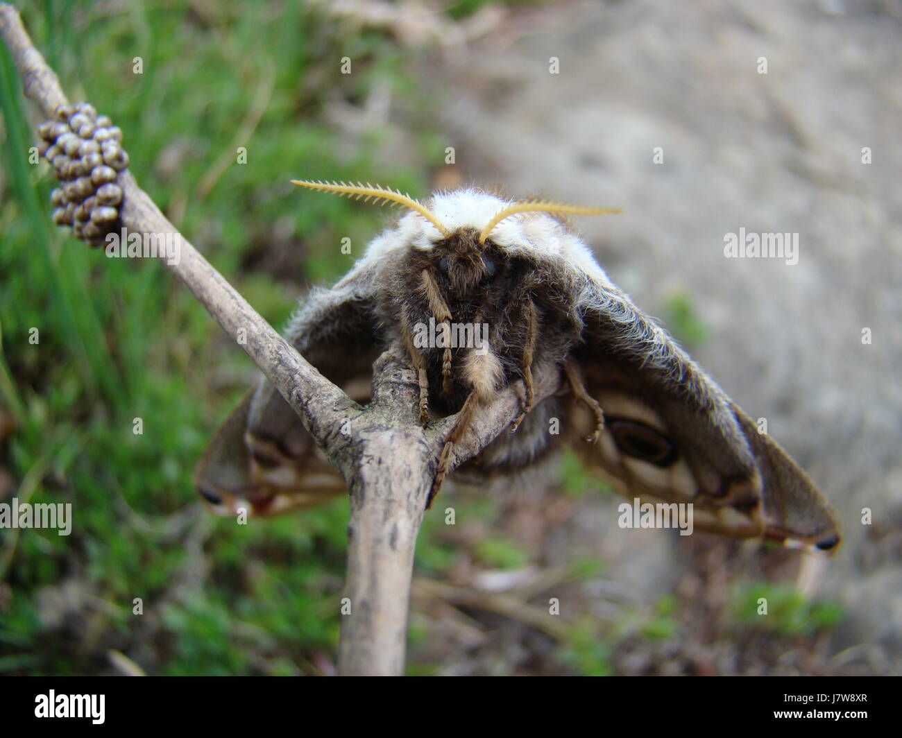 female emperor moth with eigelege Stock Photo - Alamy