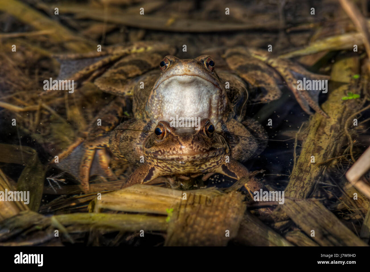Wasser tier hi-res stock photography and images - Alamy