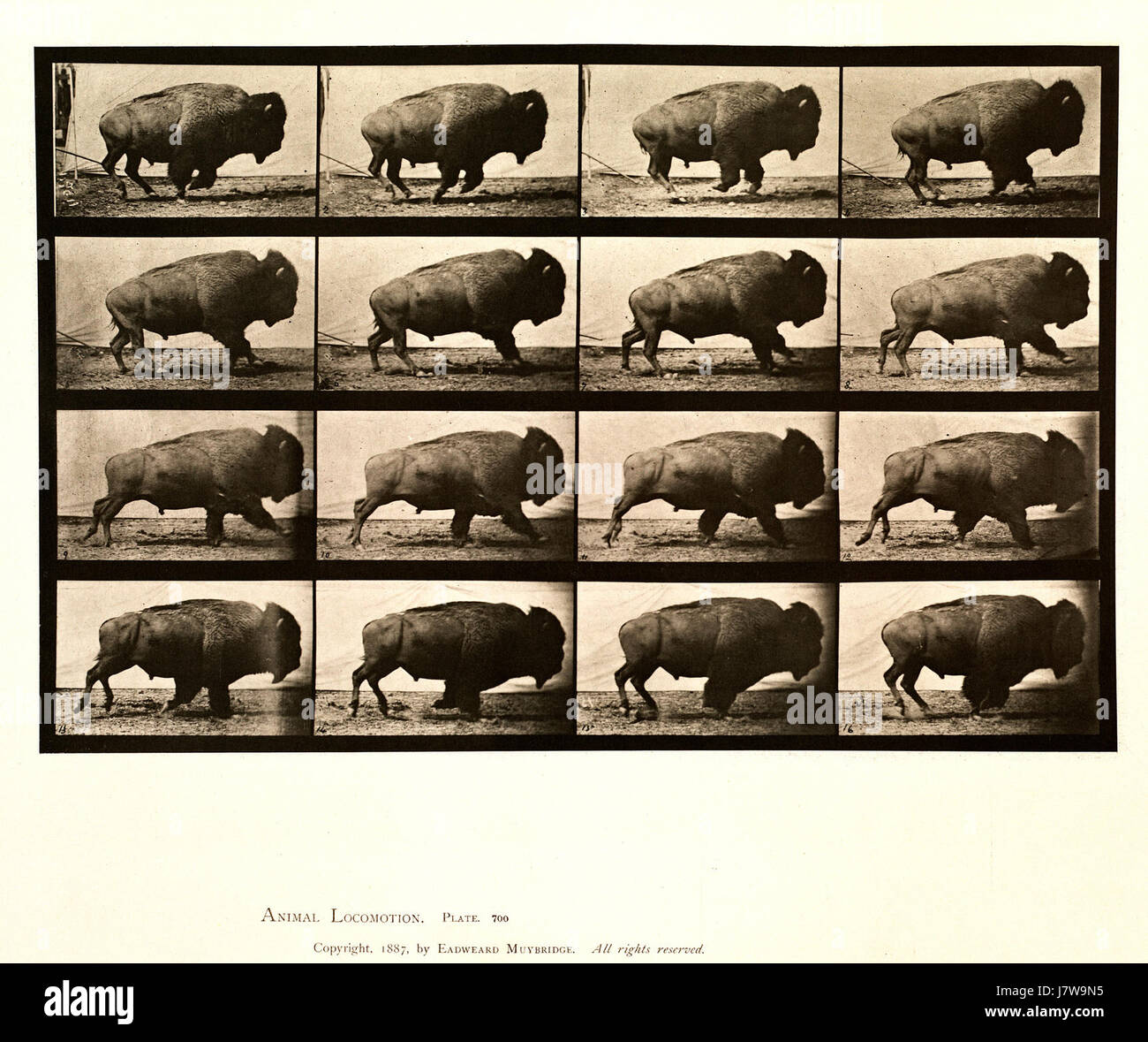 Animal locomotion hi-res stock photography and images - Alamy