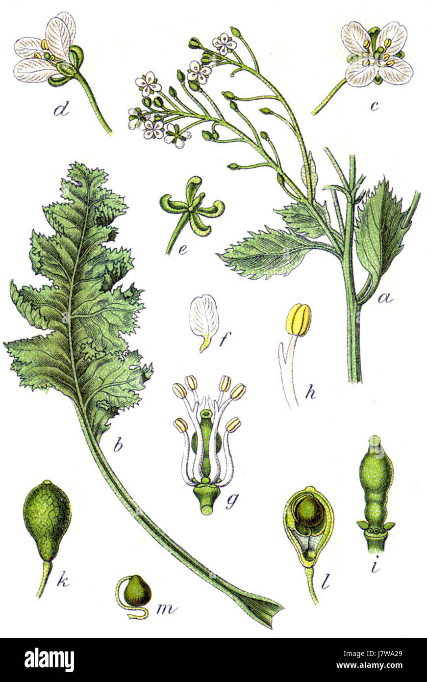 Crambe maritima Sturm39 Stock Photo - Alamy