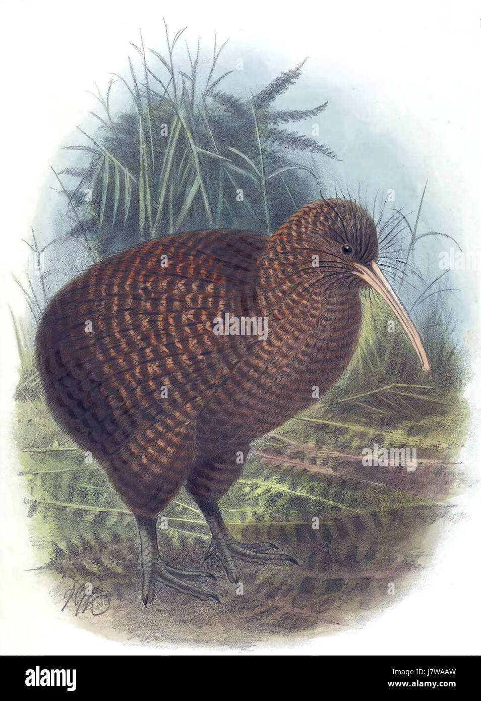 ‘Apteryx haastii,’ also known as the Haast's Kiwi, is an extinct ...