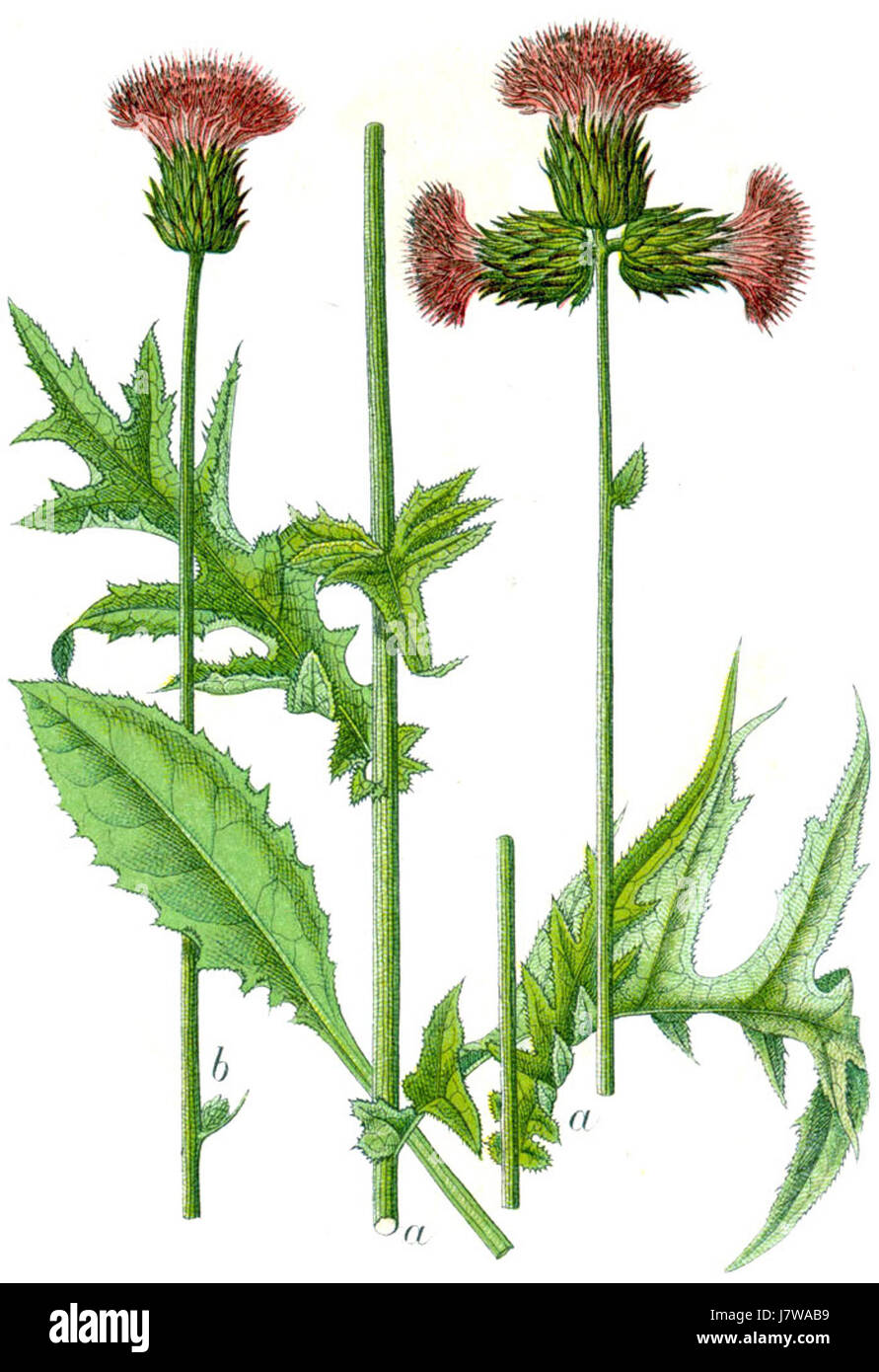 Traditional areas Cut Out Stock Images & Pictures - Alamy