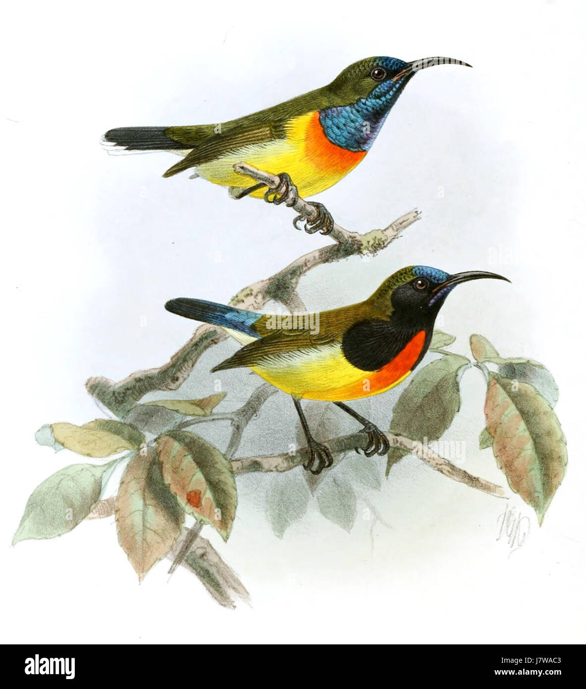 Cinnyris jugularis aurora Aethopyga flagrans Keulemans Stock Photo - Alamy