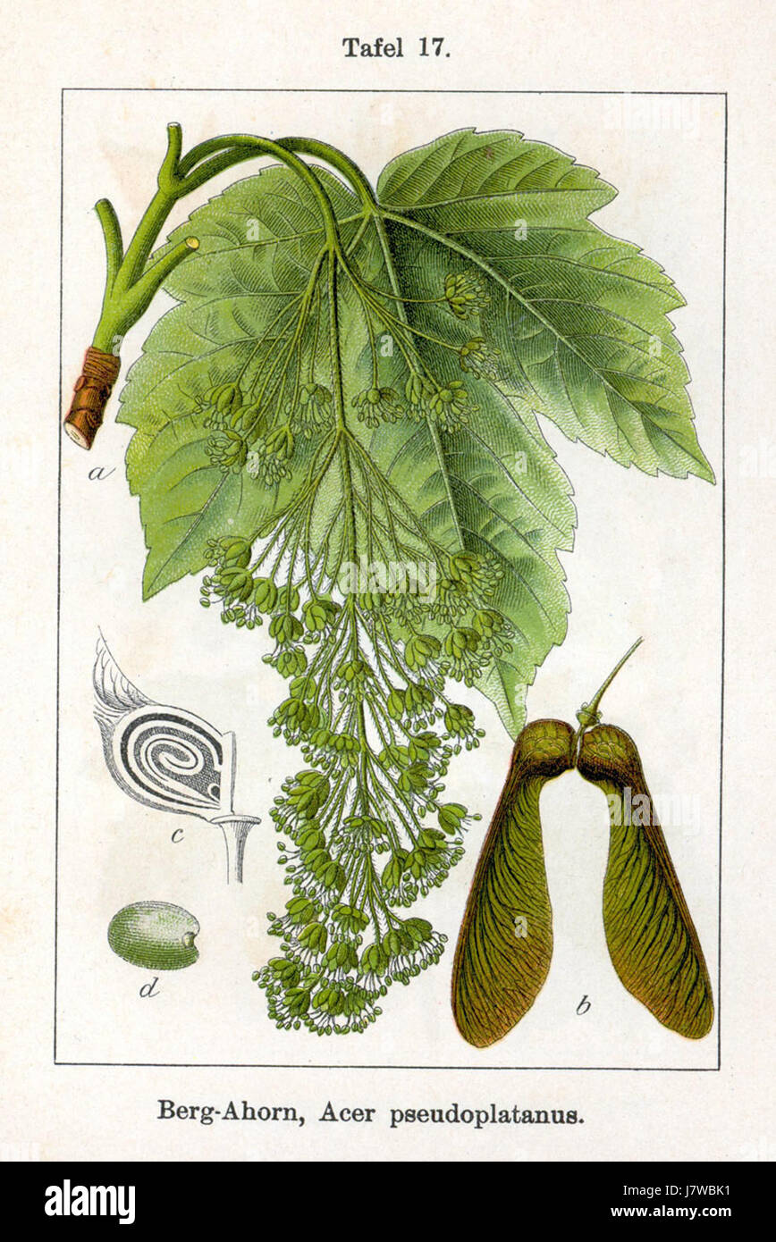 *Acer pseudoplatanus*, also known as the sycamore maple, is a species ...