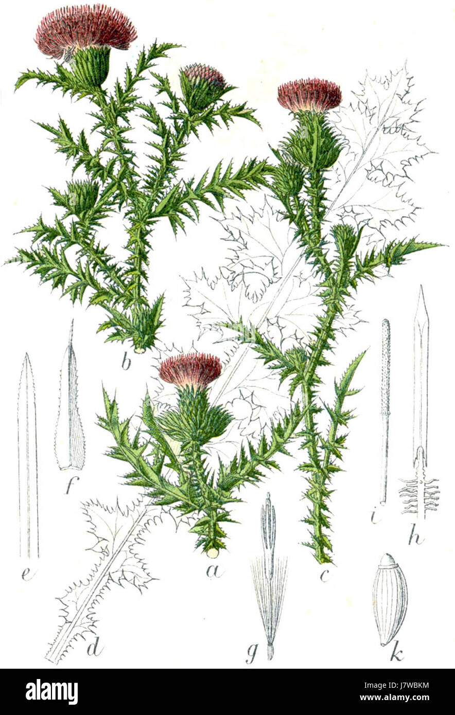 Carduus illustration hi-res stock photography and images - Alamy