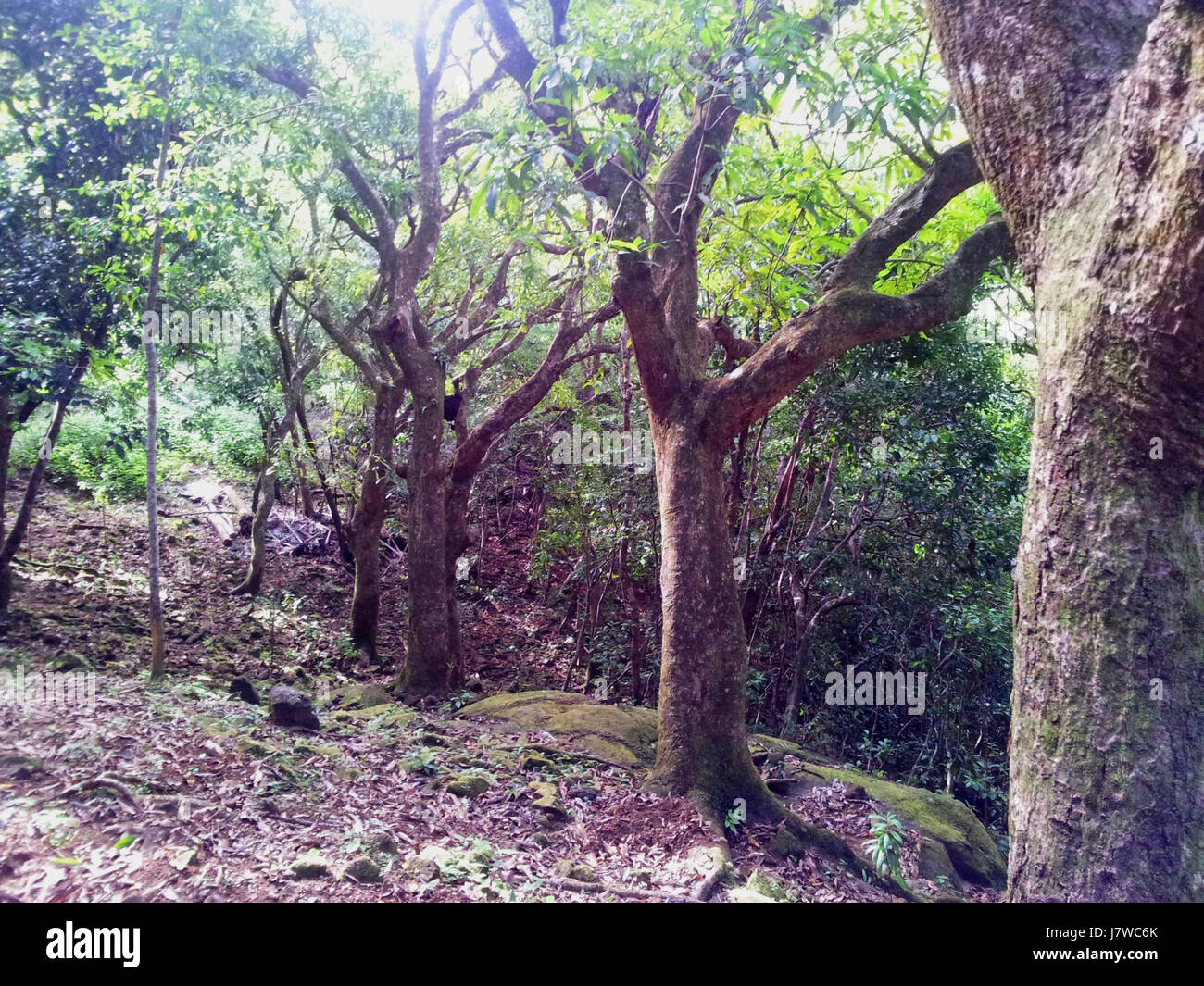 Indigenous forest management hi-res stock photography and images - Alamy