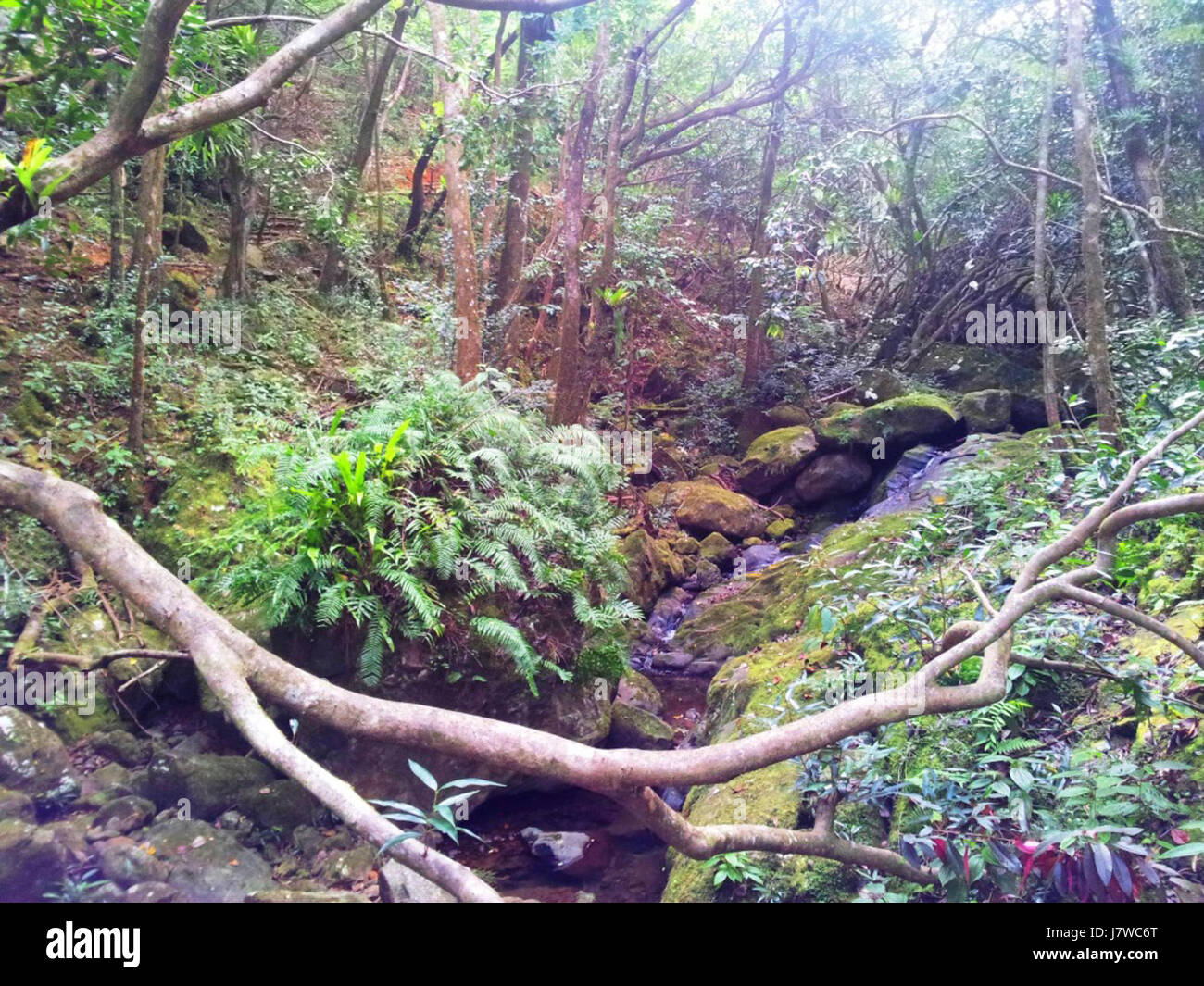 â€˜1 Vallee Ferney indigenous forestâ€™ refers to a natural area ...
