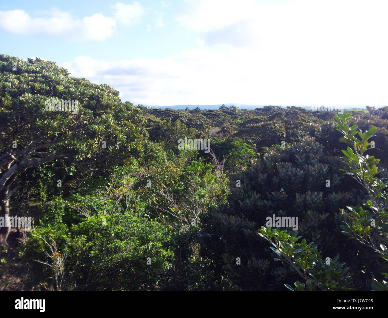 The MonVert Nature Walk provides a view of the indigenous forest canopy ...
