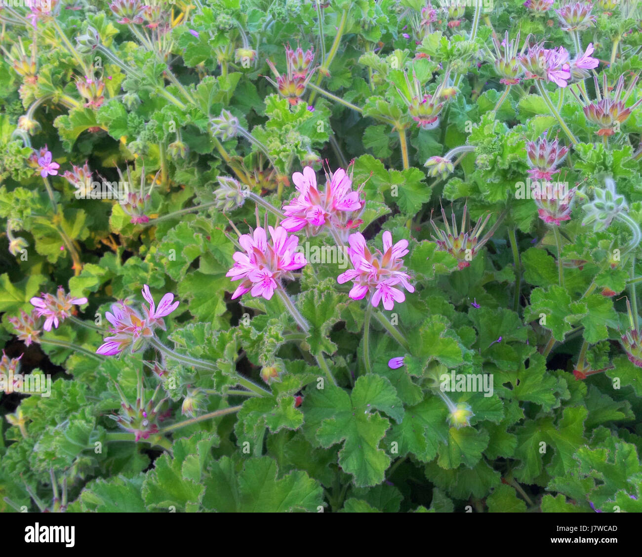 Pelargonium capitatum, a rose-scented variety of pelargonium, native to ...