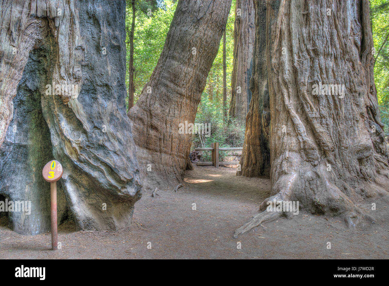 Redwood canopy habitat hi-res stock photography and images - Alamy