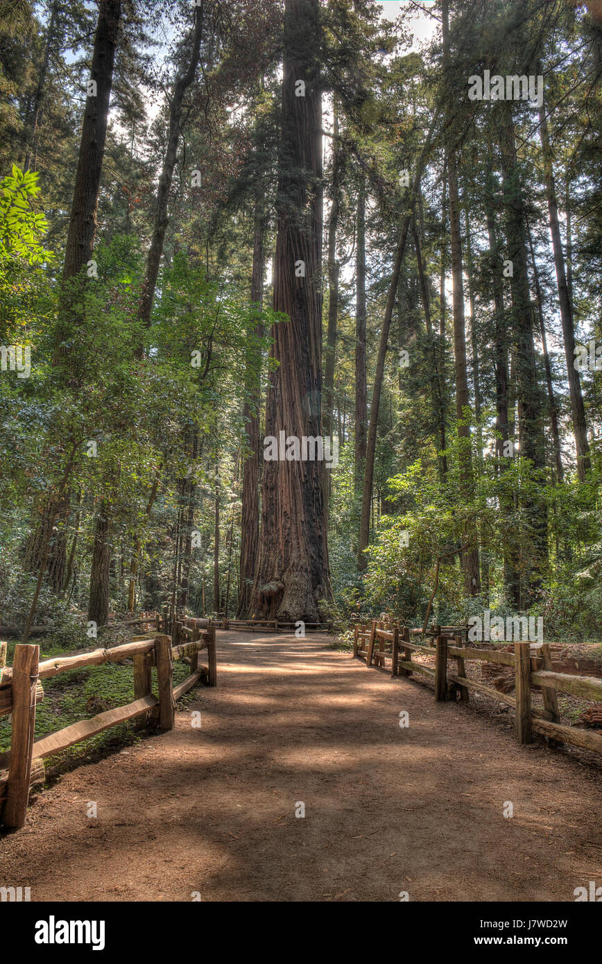 Redwood tree height hi-res stock photography and images - Alamy