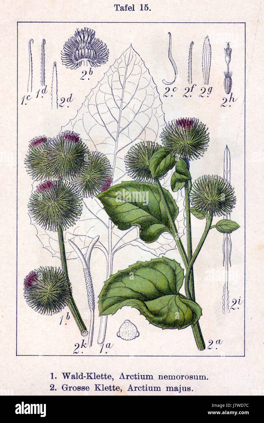 Arctium spp Sturm15 Stock Photo - Alamy