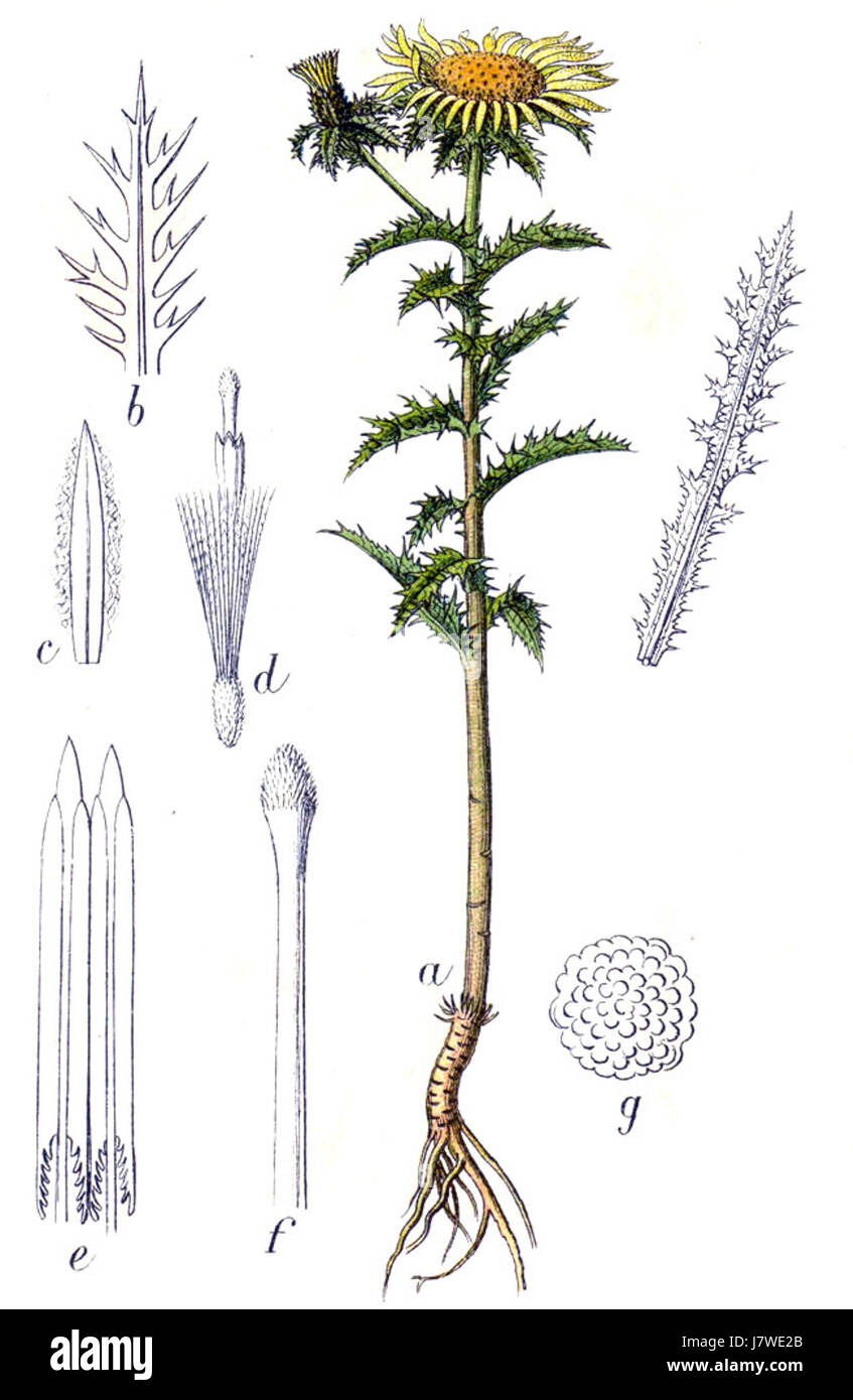 Carlina vulgaris, commonly known as the carline thistle, is a plant ...