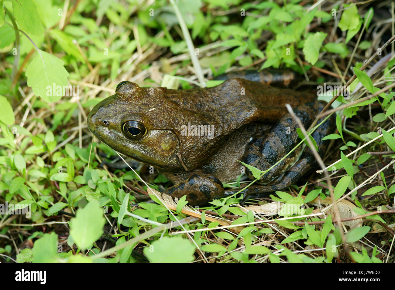 Bullfrog jumping hi-res stock photography and images - Alamy