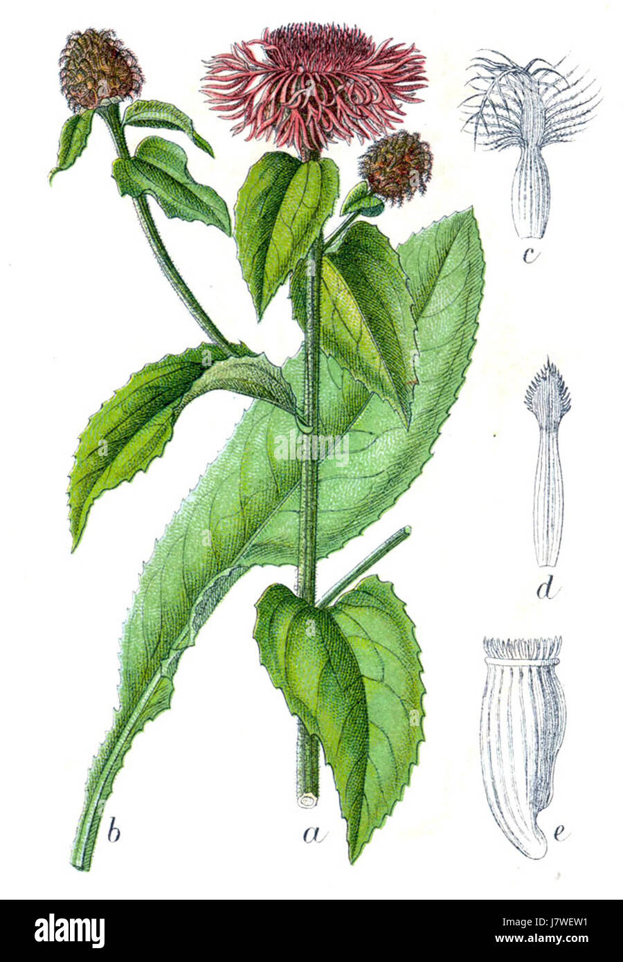 Centaurea asteraceae Cut Out Stock Images & Pictures - Alamy