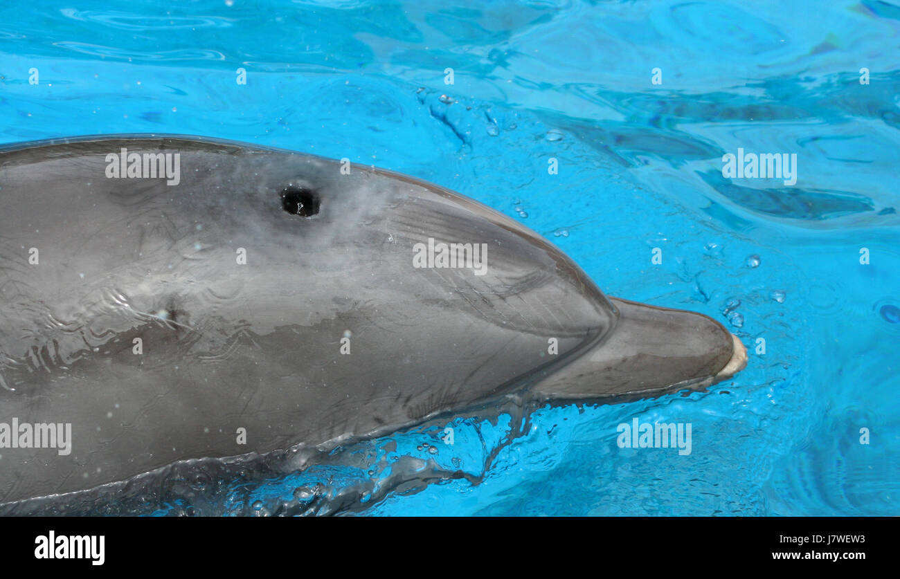 blue animal mammal aquarium fish dolphin underwater wildlife fin navy ...