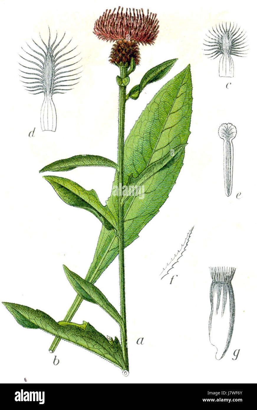 Centaurea nigra drawing hi-res stock photography and images - Alamy