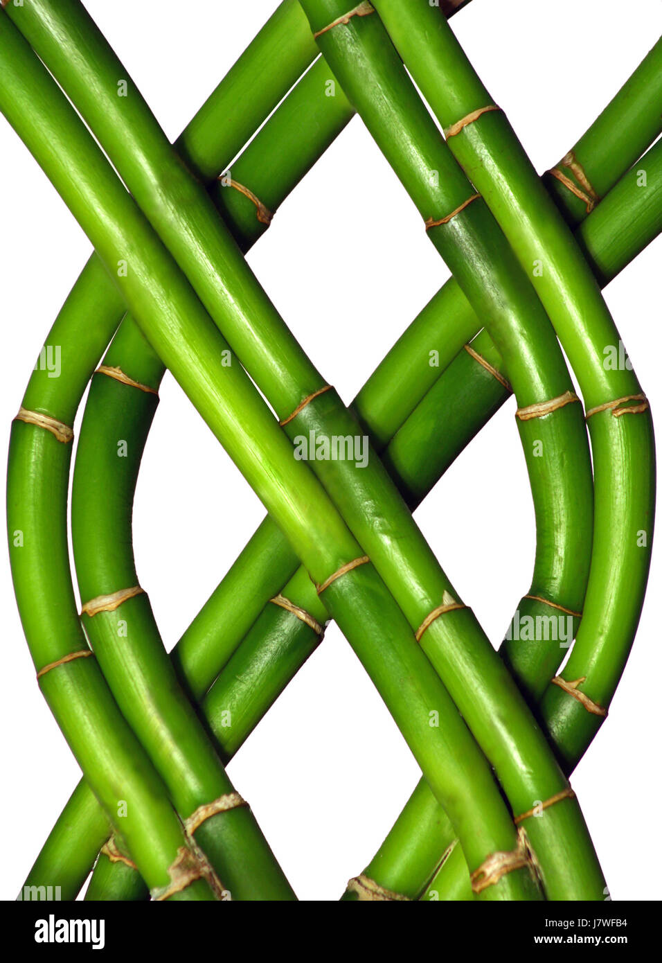 leaf health closeup tree trees asia leaves traditional bamboo china ...