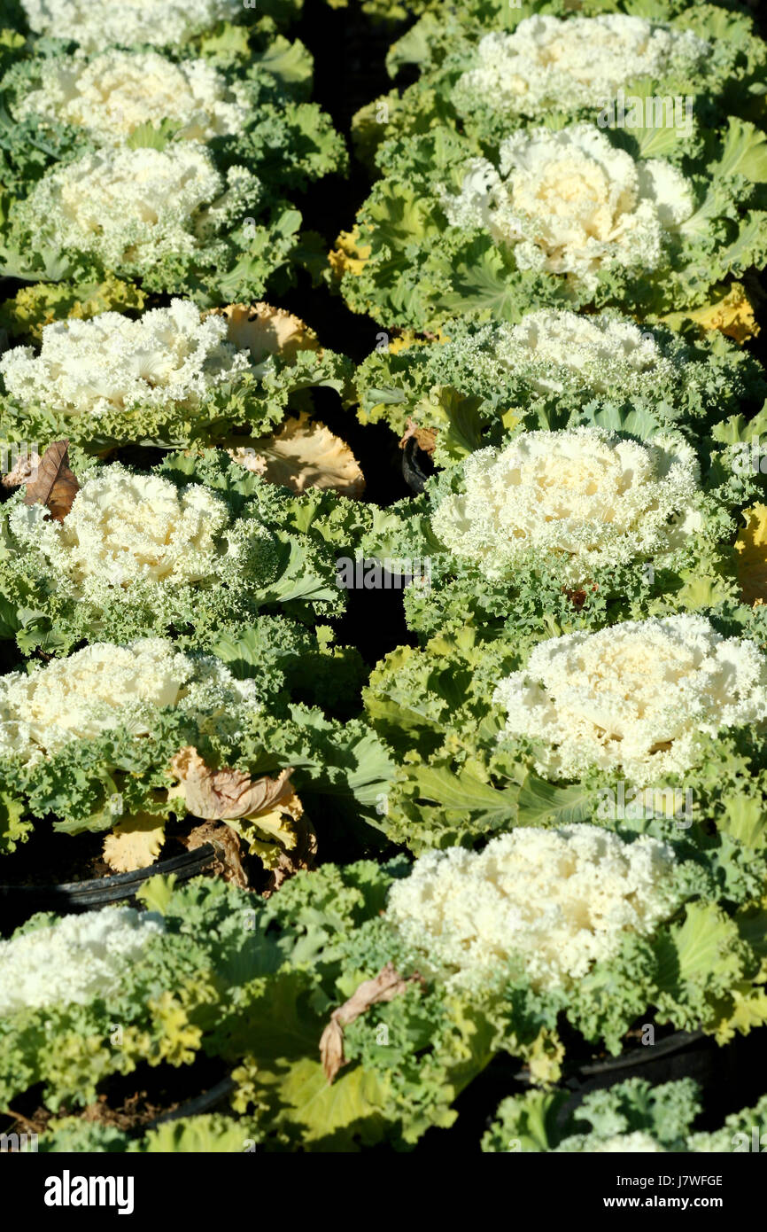 garden flower plant bloom blossom flourish flourishing ornamental ...