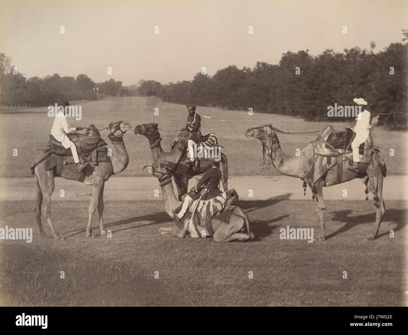 The historical photograph depicts camels in Baroda during the 1890s ...