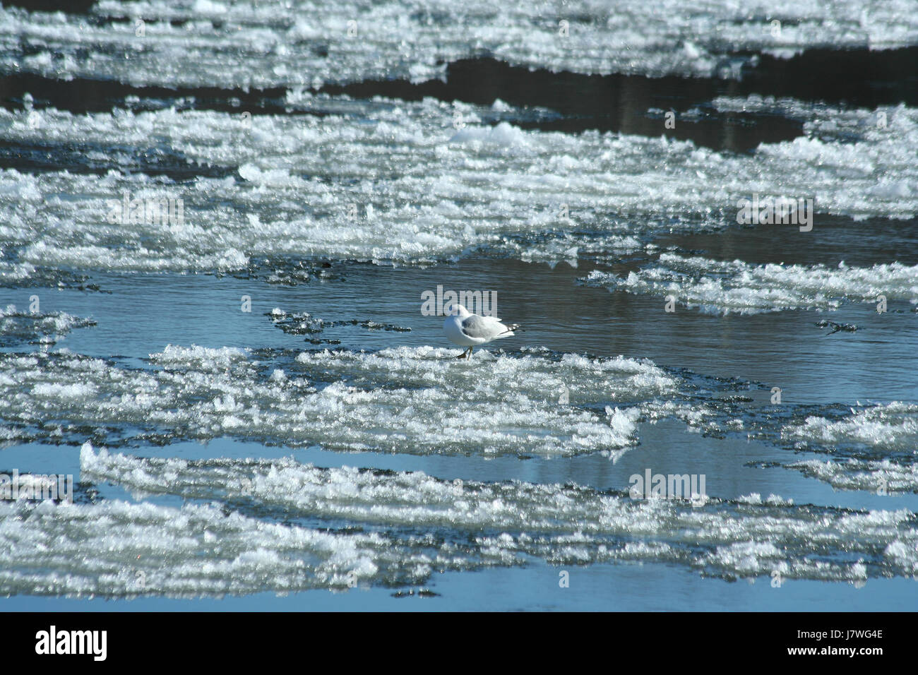 winter snow coke cocaine material drug anaesthetic addictive drug frost ...