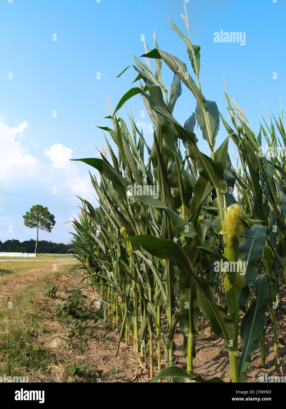 Fossil corn cob hi-res stock photography and images - Alamy